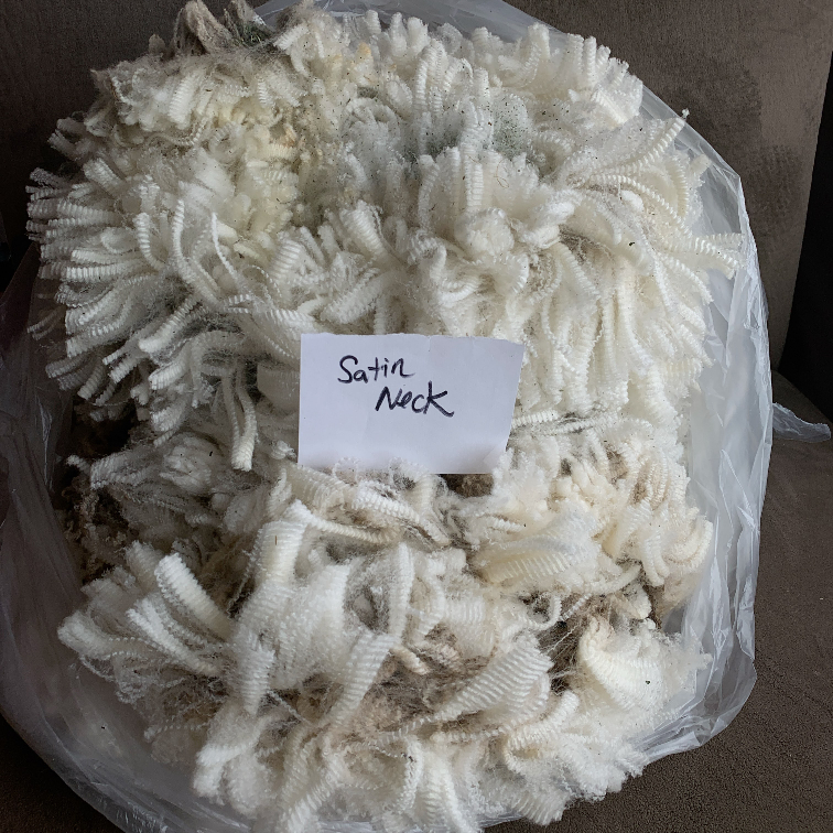 Merino Raw Wool – Neck Wool - Fox Farm Homestead